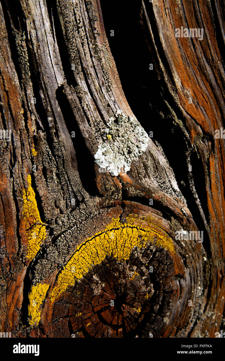 Xanthoria parietina Foliose Lichen, a composite organism that arises ...