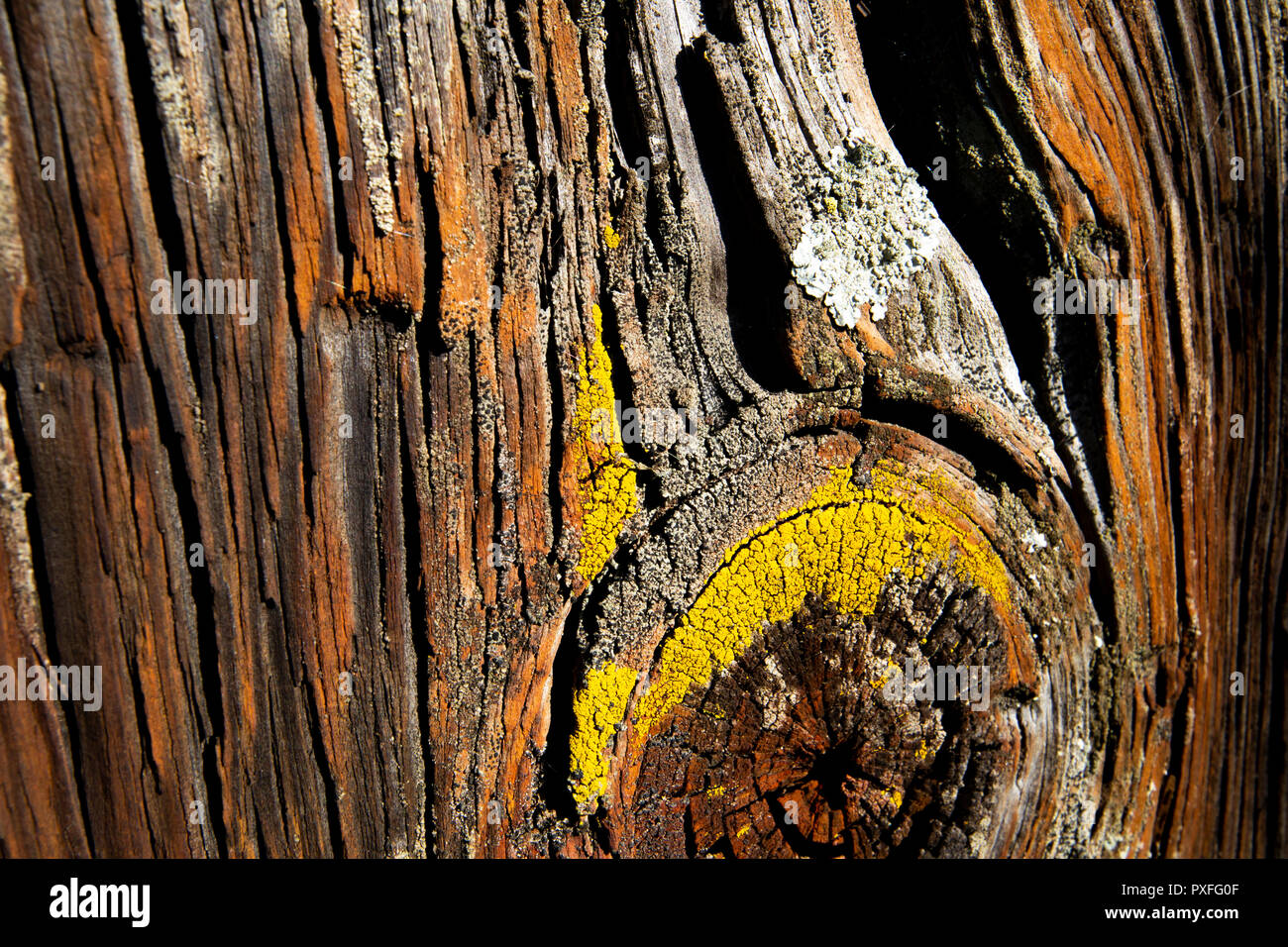 Xanthoria parietina Foliose Lichen, a composite organism that arises ...