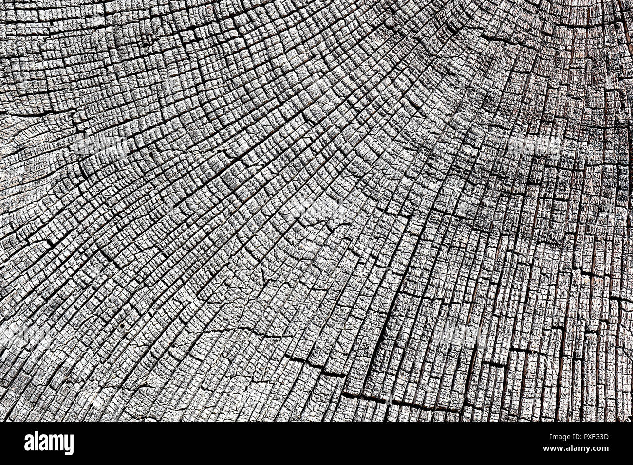abstract texture of oak cross section, weathered piece of wood with ...