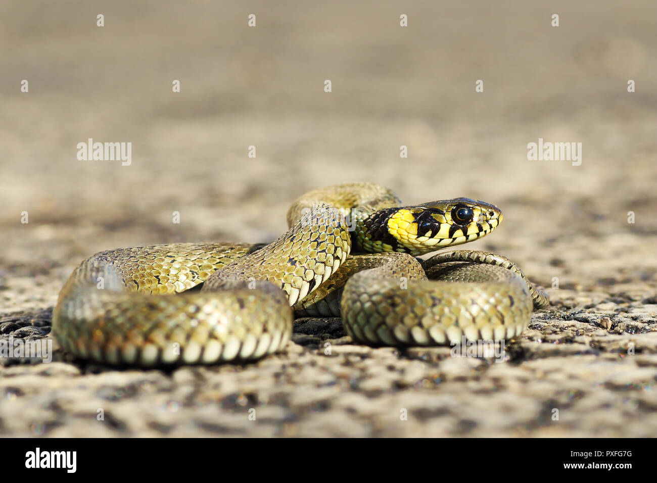 Colorful snake hi-res stock photography and images - Alamy