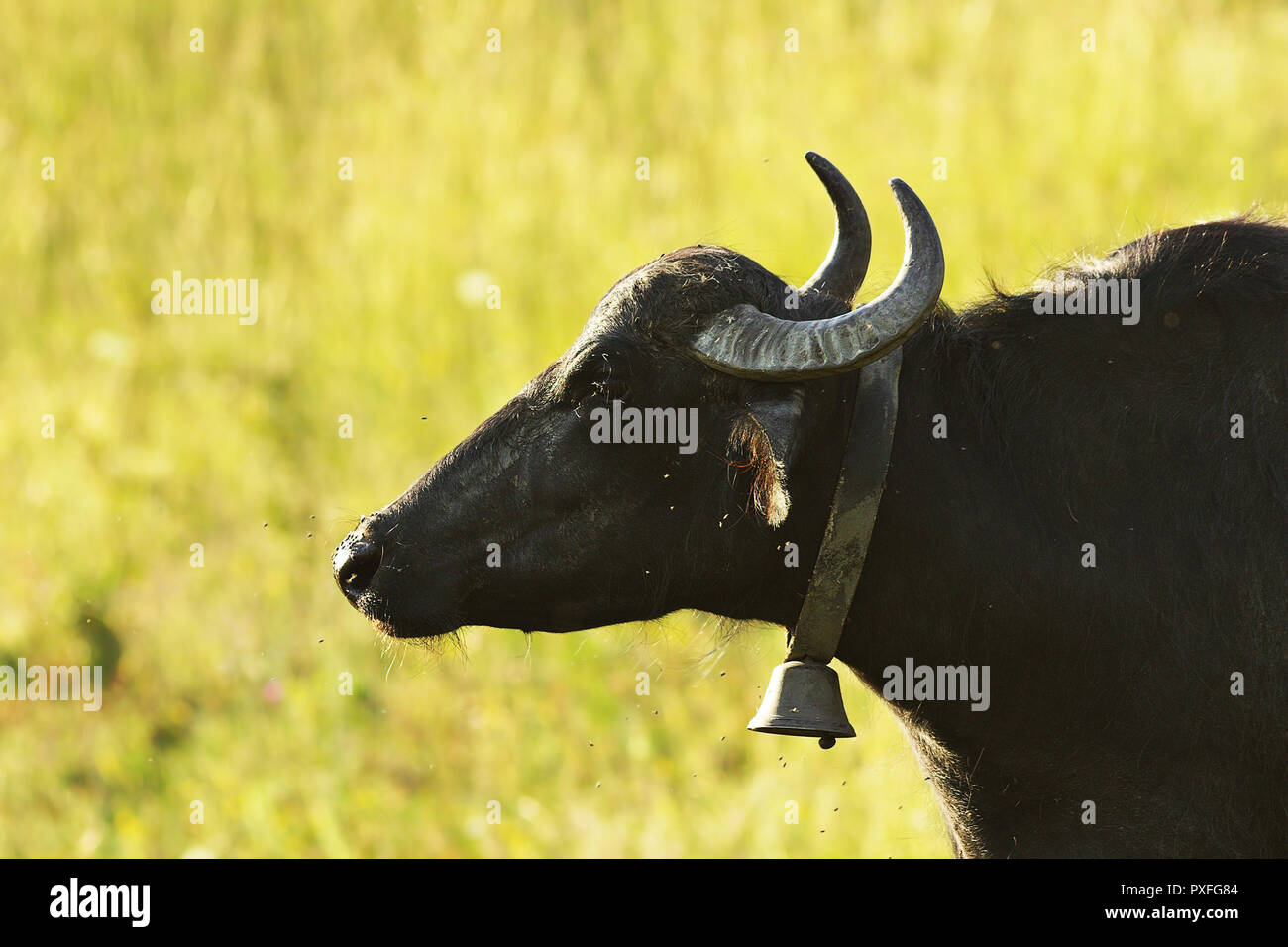 closeup of domestic water buffalo ( Bubalus bubalis Stock Photo - Alamy