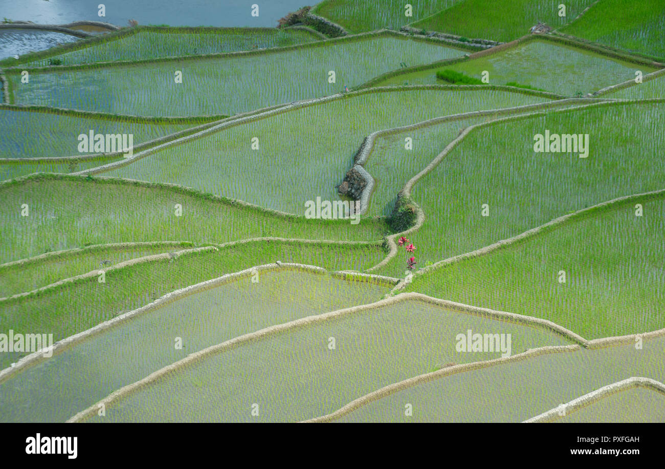 View of rice terraces fields in Banaue, Philippines. The Banaue rice ...
