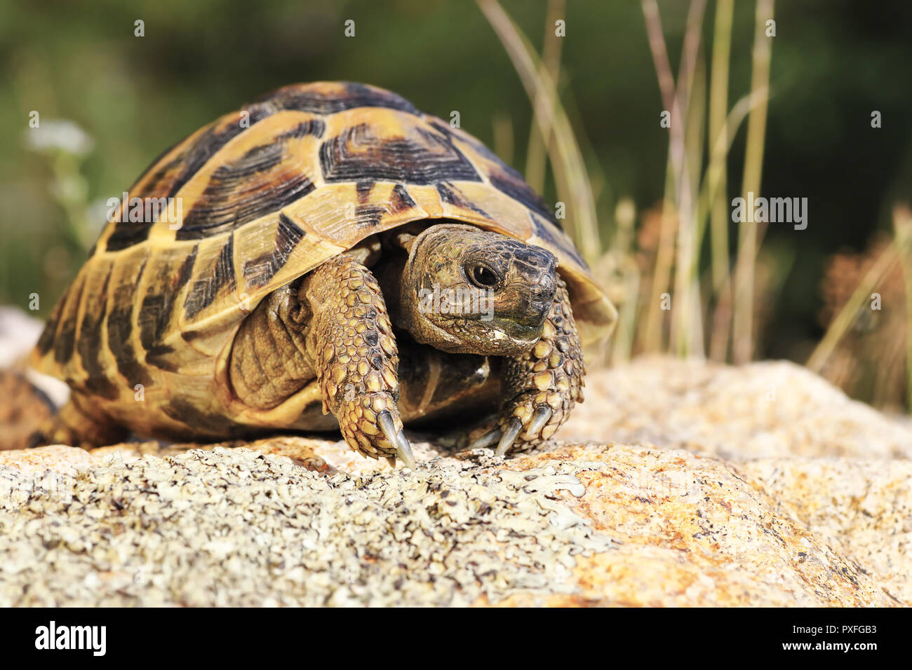 Turtoise hi-res stock photography and images - Alamy