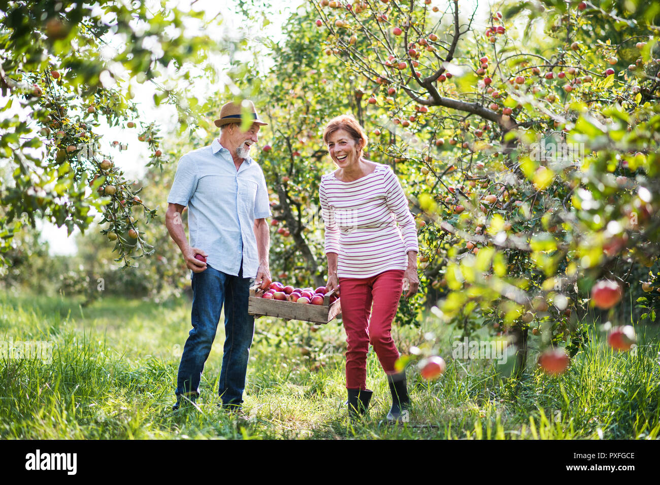 A laughing senior couple carrying a wooden box full of apples in ...