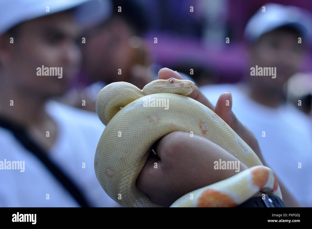 Indonesia snake city hi-res stock photography and images - Alamy