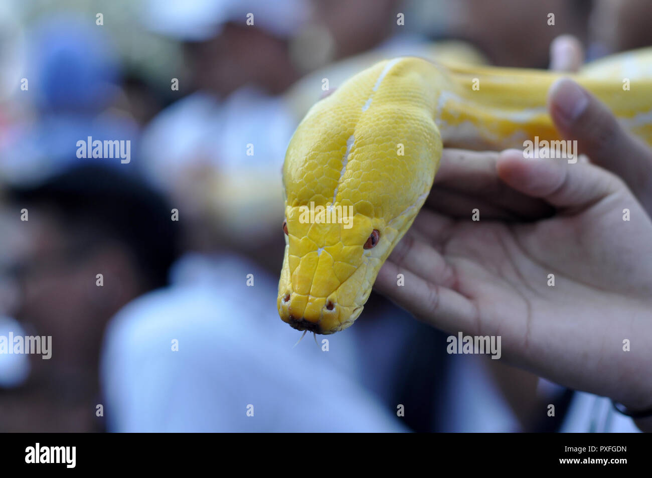 Albino Phyton Snake Stock Photo - Alamy