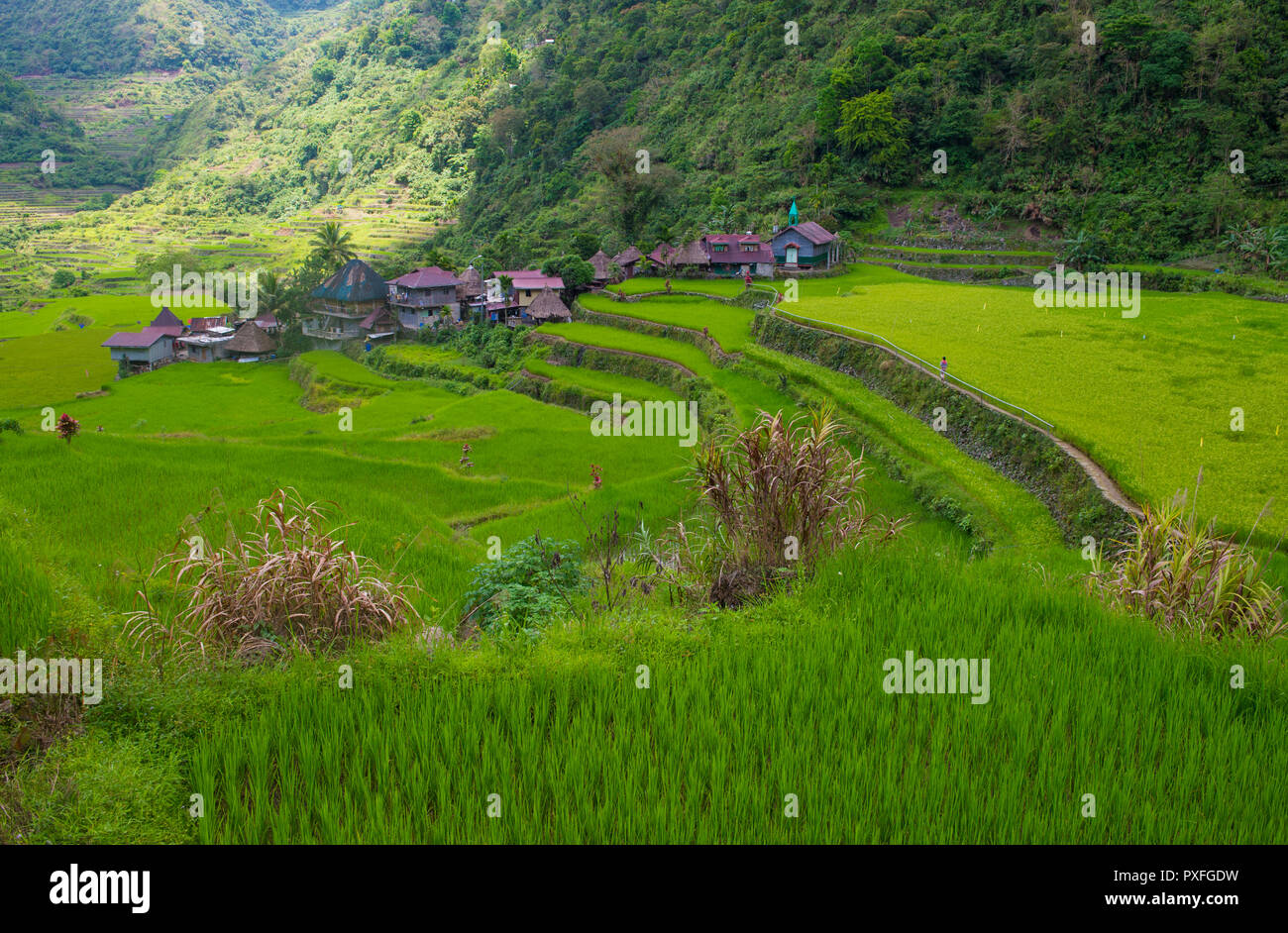 View of rice terraces fields in Banaue, Philippines. The Banaue rice ...