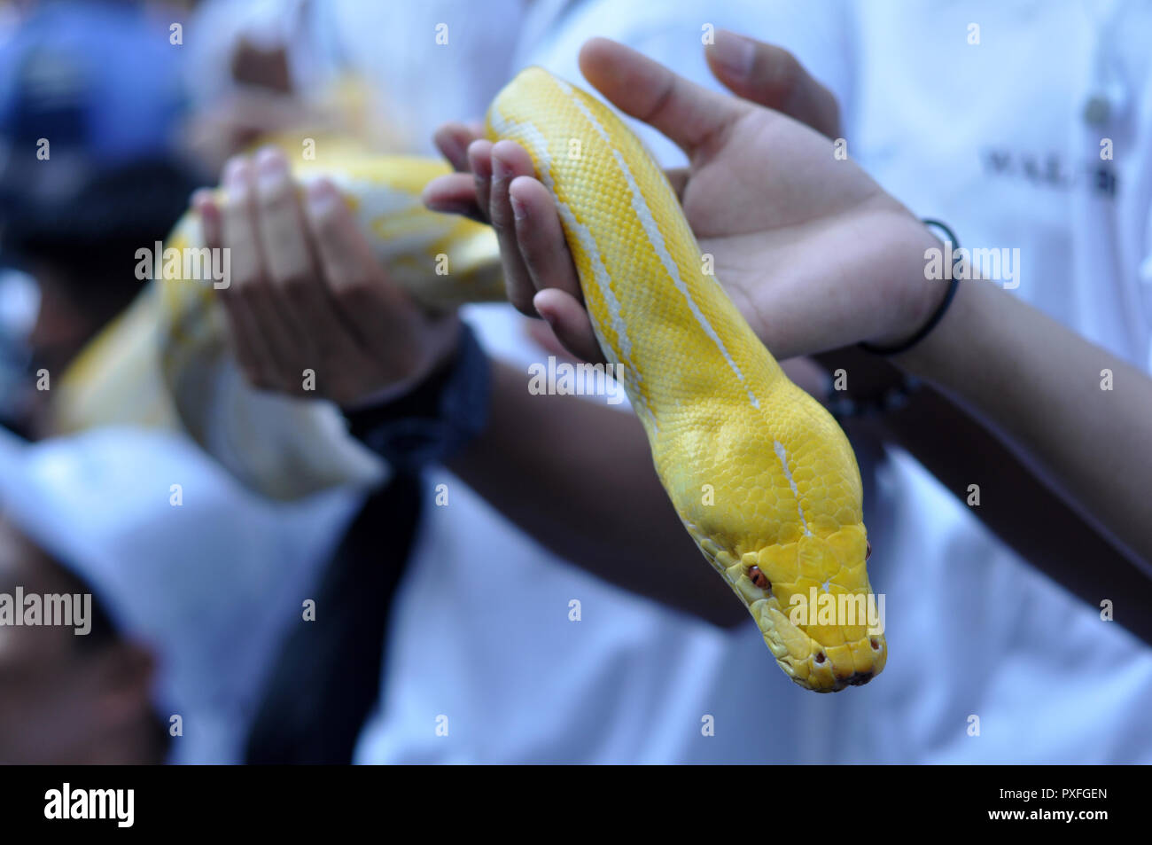 Indonesia snake city hi-res stock photography and images - Alamy