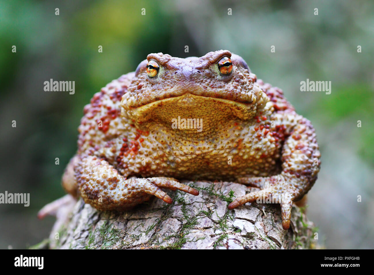 cute common brown toad standing on stump ( Bufo bufo Stock Photo - Alamy