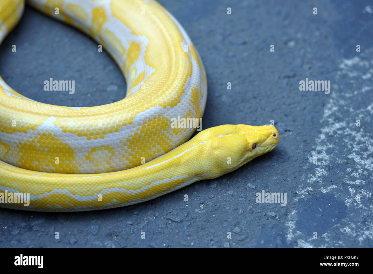 Albino Python Snake Cake
