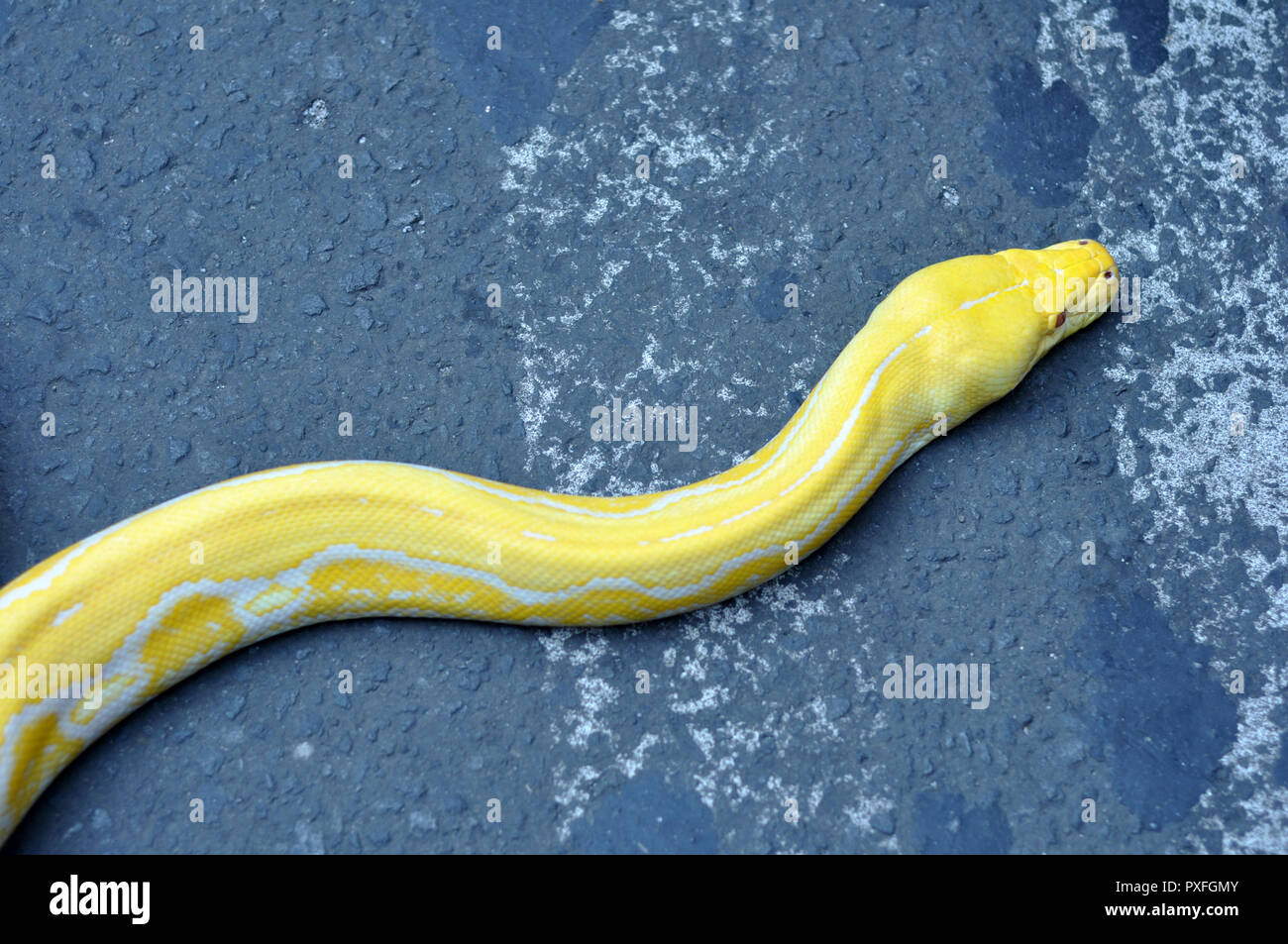 Albino Python Snake Stock Photo - Alamy