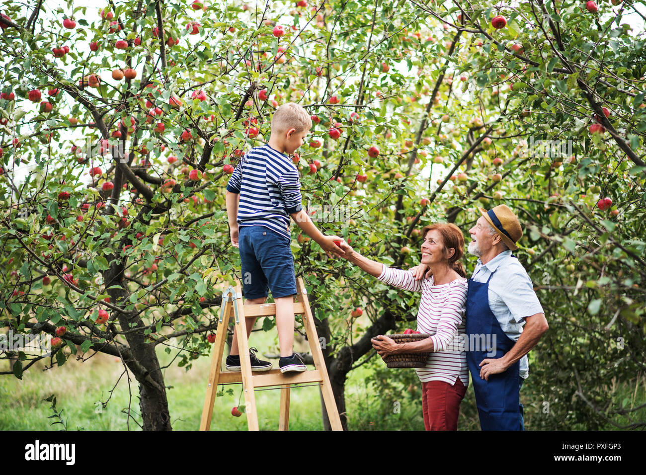 Boy picking eating fresh apples hi-res stock photography and images - Alamy