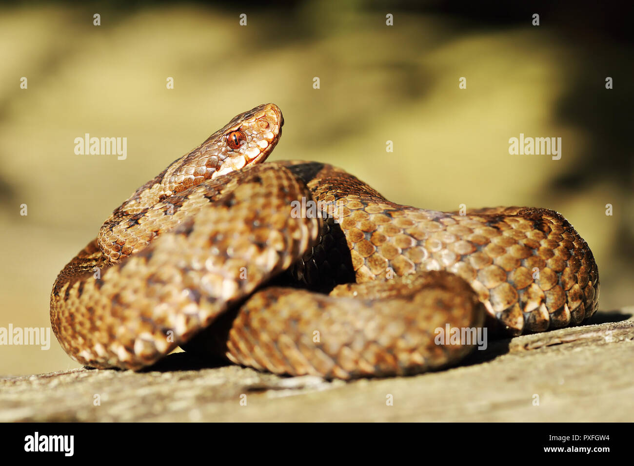 full length common european crossed adder basking in natural habitat ...