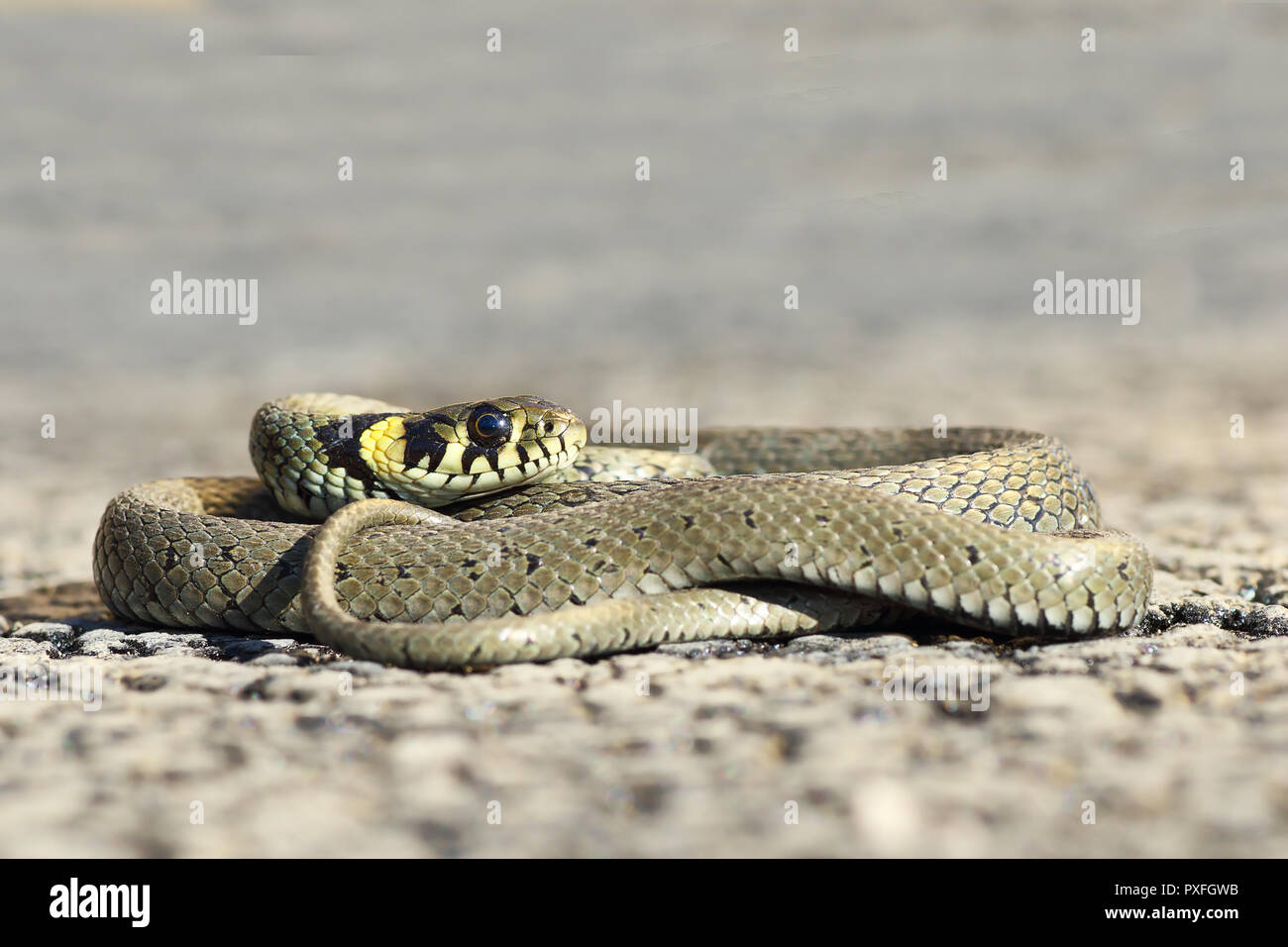 full length grass snake basking on the road ( Natrix natrix Stock Photo ...