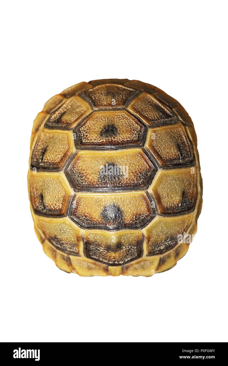 greek turtoise shell on white background ( Testudo graeca Stock Photo ...