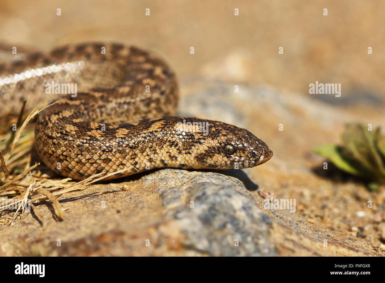 Baby snake skin hi-res stock photography and images - Alamy