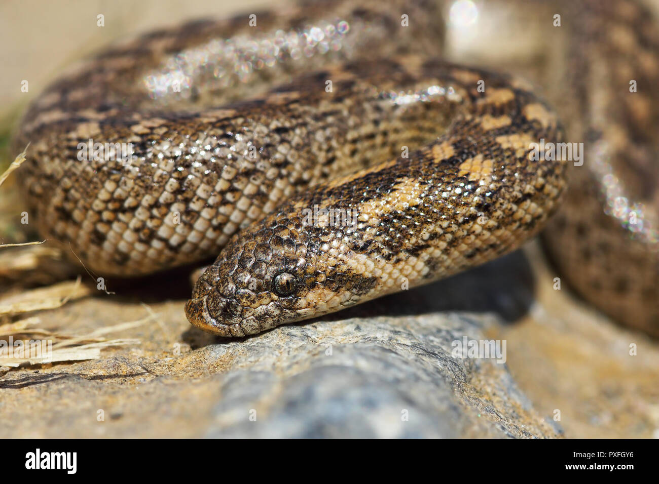 javelin sand boa portrait, juvenile ( Eryx jaculus Stock Photo - Alamy