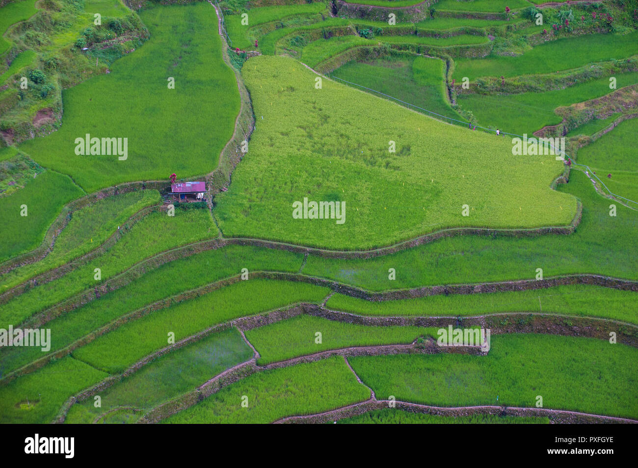 View of rice terraces fields in Banaue, Philippines. The Banaue rice ...