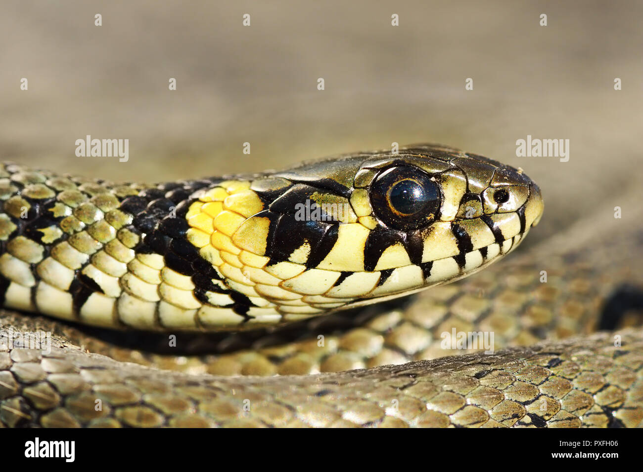 macro portrait of colorful grass snake ( Natrix natrix Stock Photo - Alamy