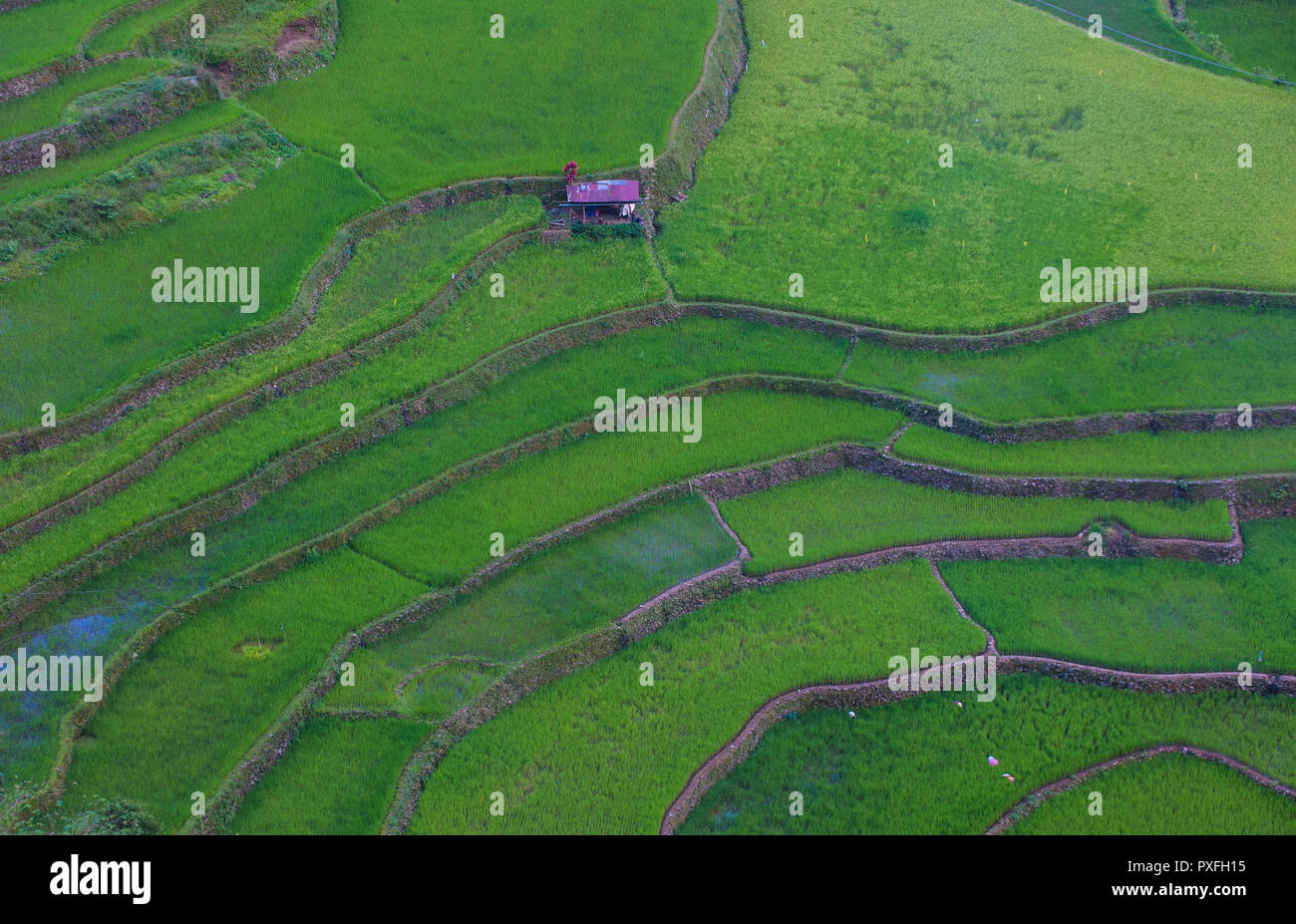 View of rice terraces fields in Banaue, Philippines. The Banaue rice ...