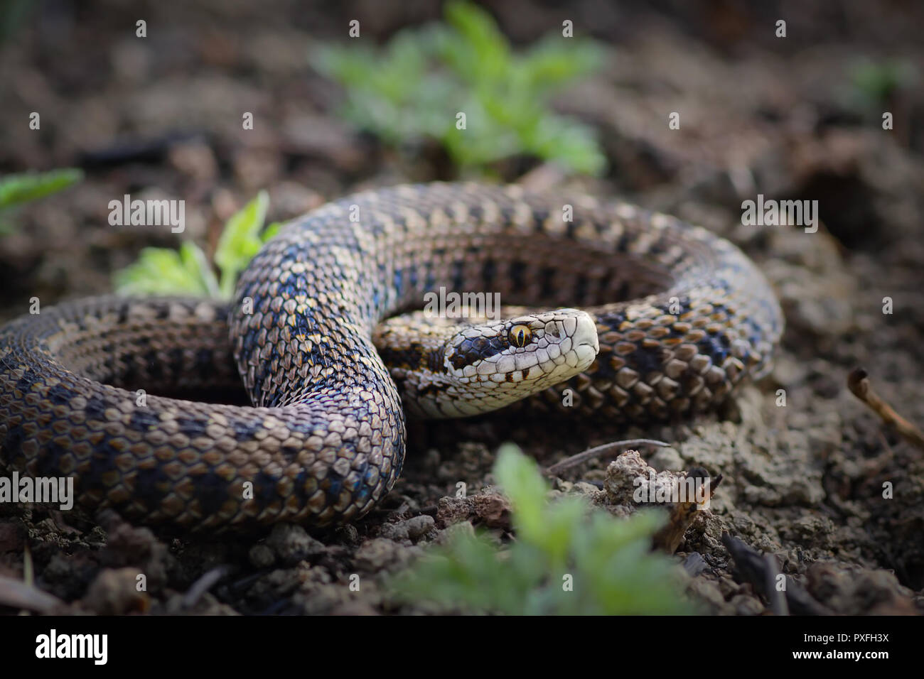 rare meadow viper from Transylvania ( Vipera ursinii rakosiensis Stock ...