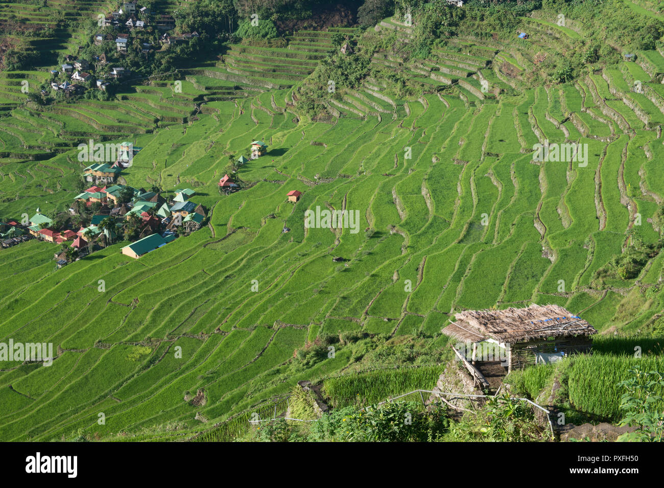 View of rice terraces fields in Banaue, Philippines. The Banaue rice ...