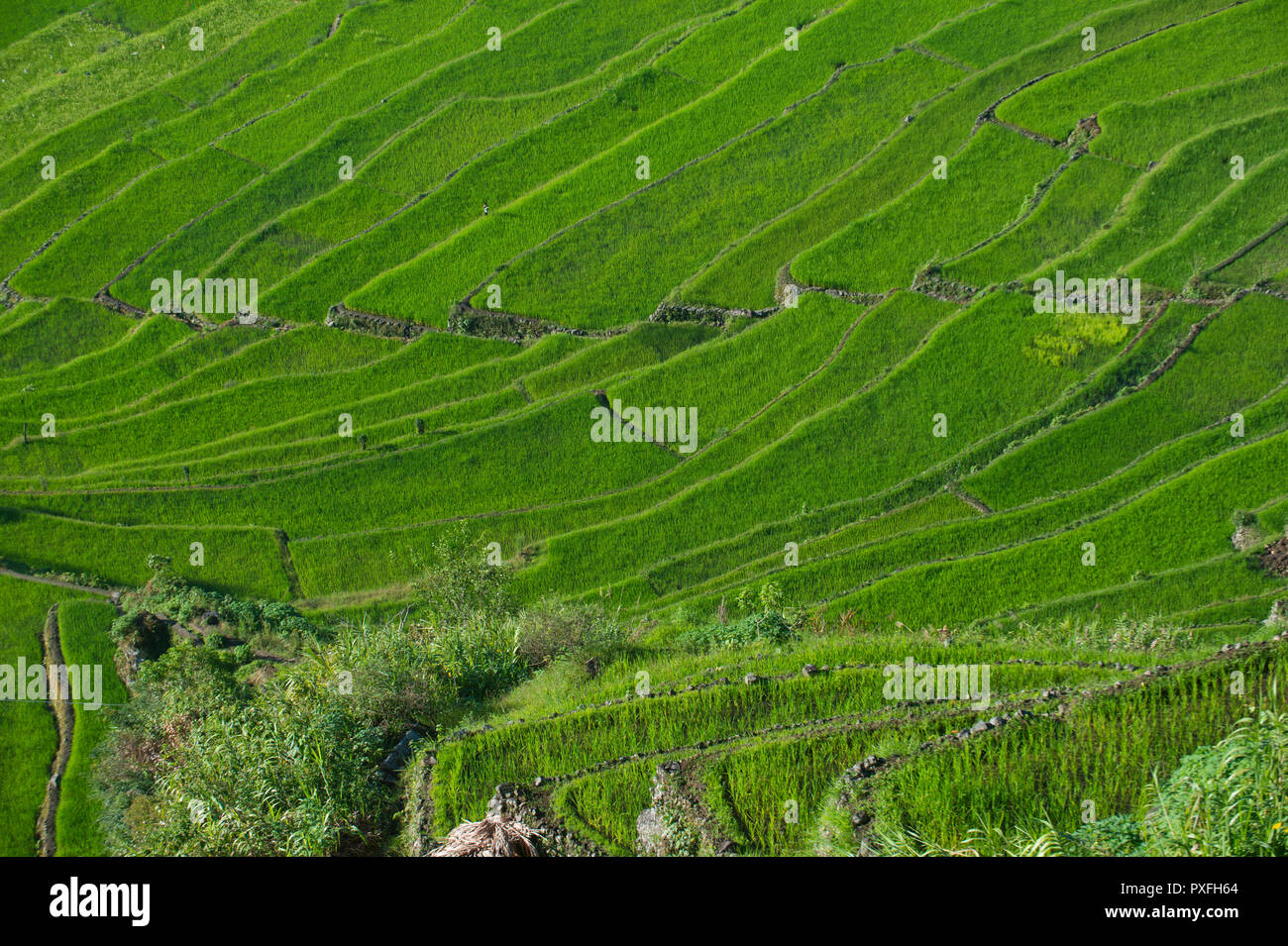 View of rice terraces fields in Banaue, Philippines. The Banaue rice ...