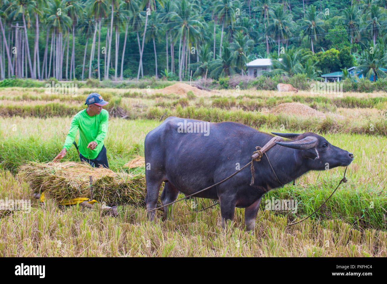 Filipino farmer working at a rice field in Marinduque island The ...