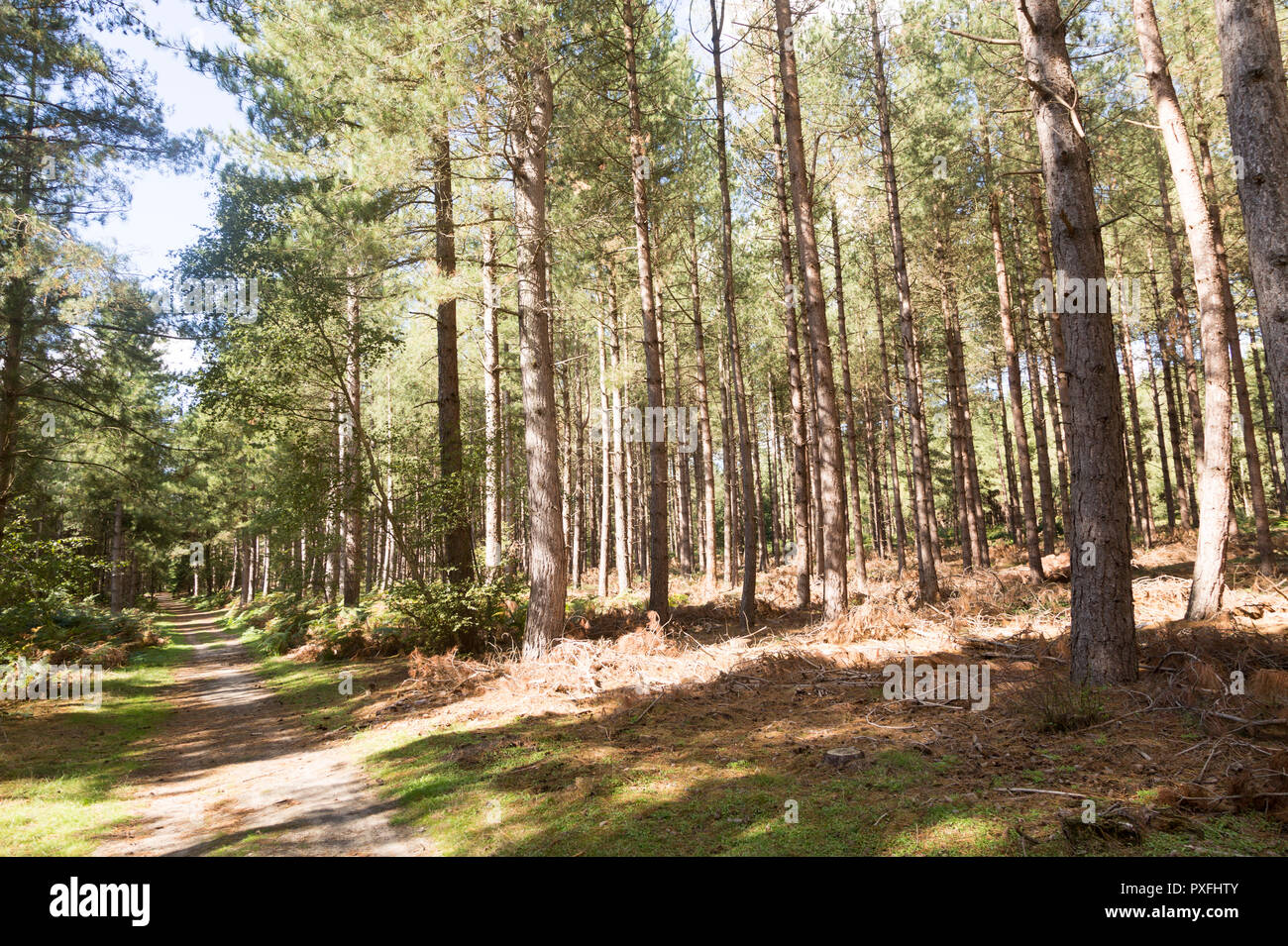Coniferous pine trees in forestry plantation, Rendlesham Forest ...