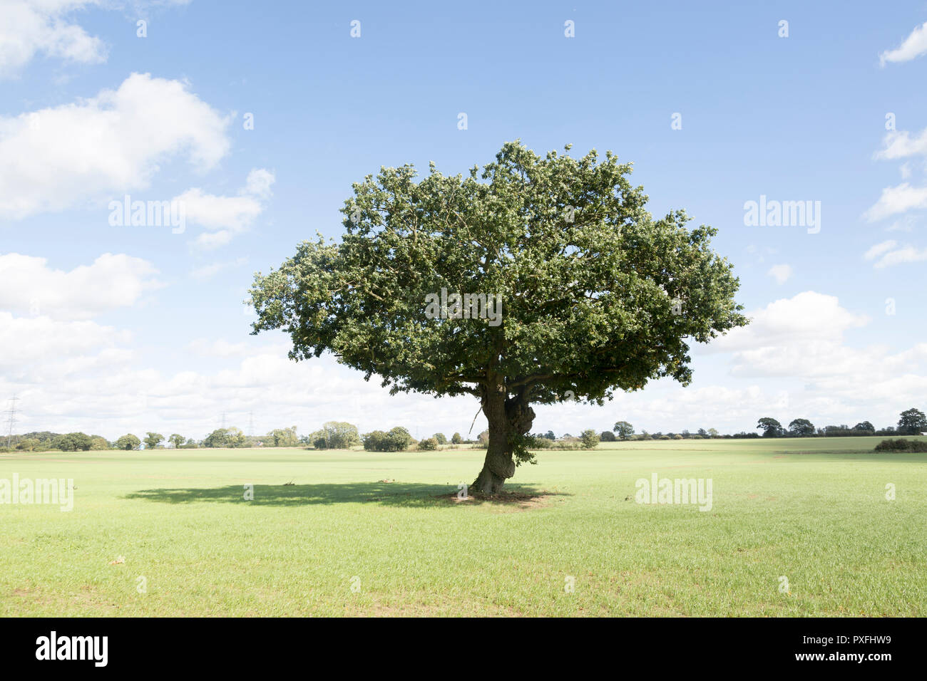 Single lone oak tree standing in field in high noon summer sunshine ...