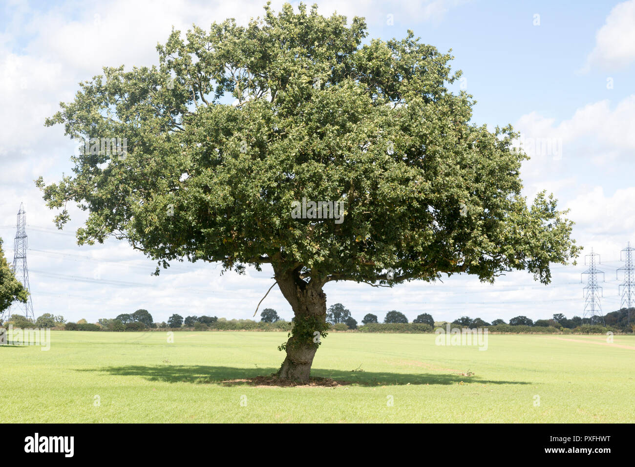 Snape in summer hi-res stock photography and images - Alamy