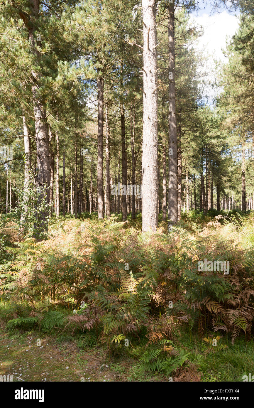 Rows of coniferous pine trees in forestry plantation, Rendlesham Forest ...