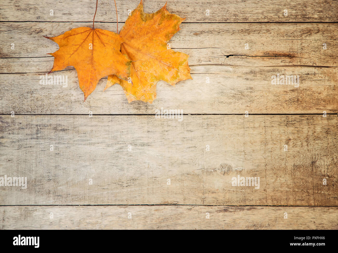 autumn leaves on wooden background. Selective focus. nature Stock Photo ...