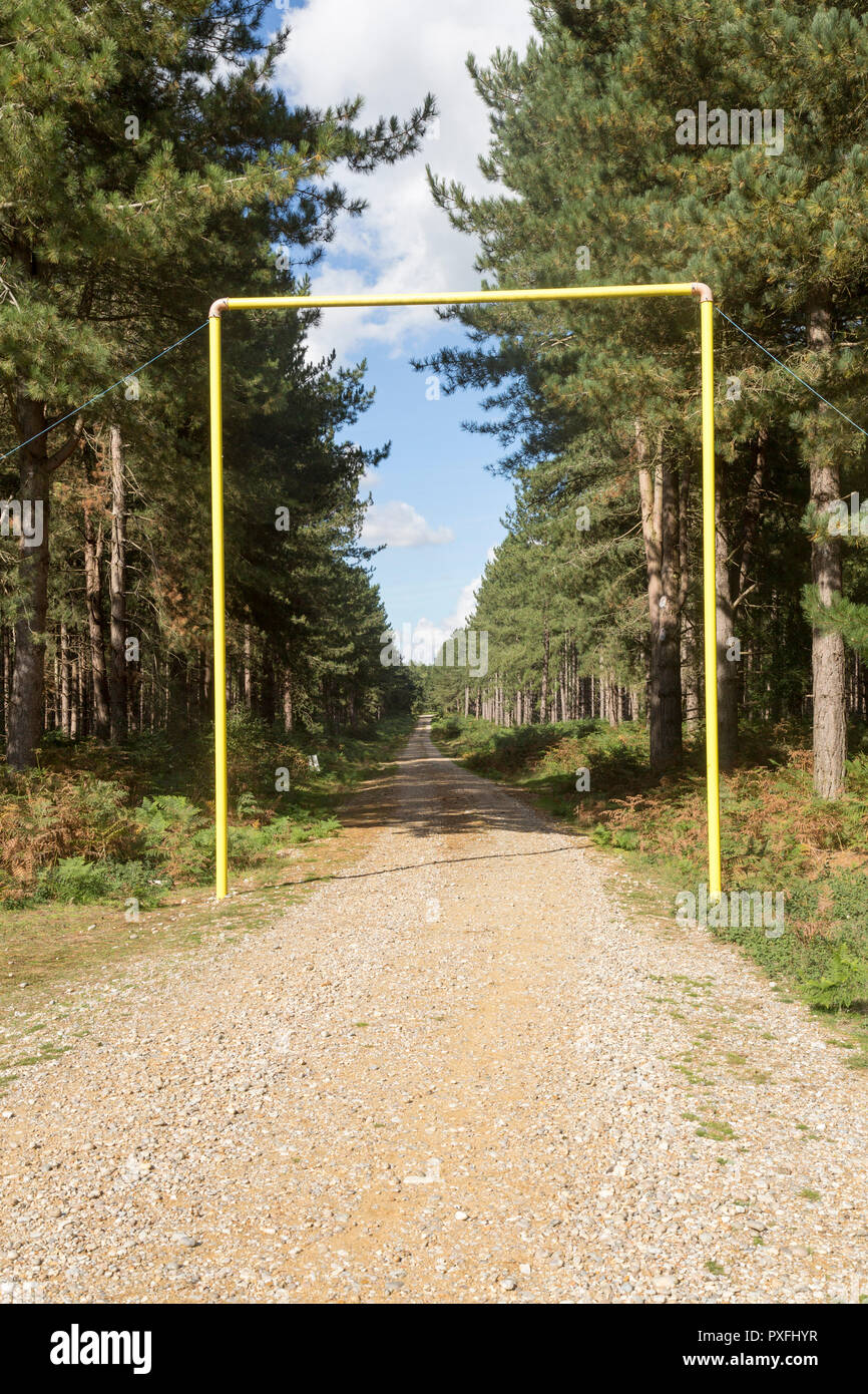 Rows of coniferous pine trees in forestry plantation, Rendlesham Forest ...