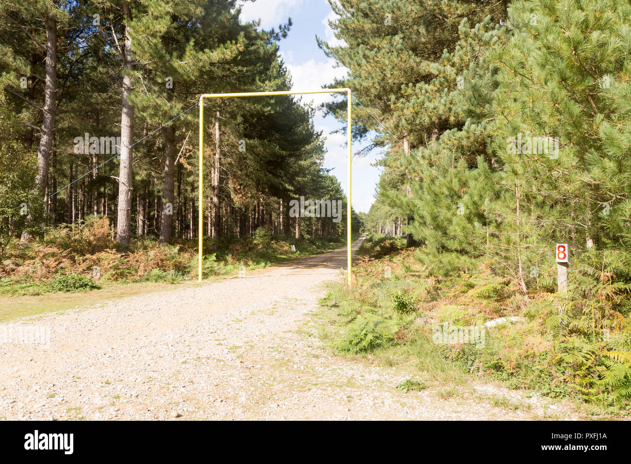 Rows of coniferous pine trees in forestry plantation, Rendlesham Forest ...