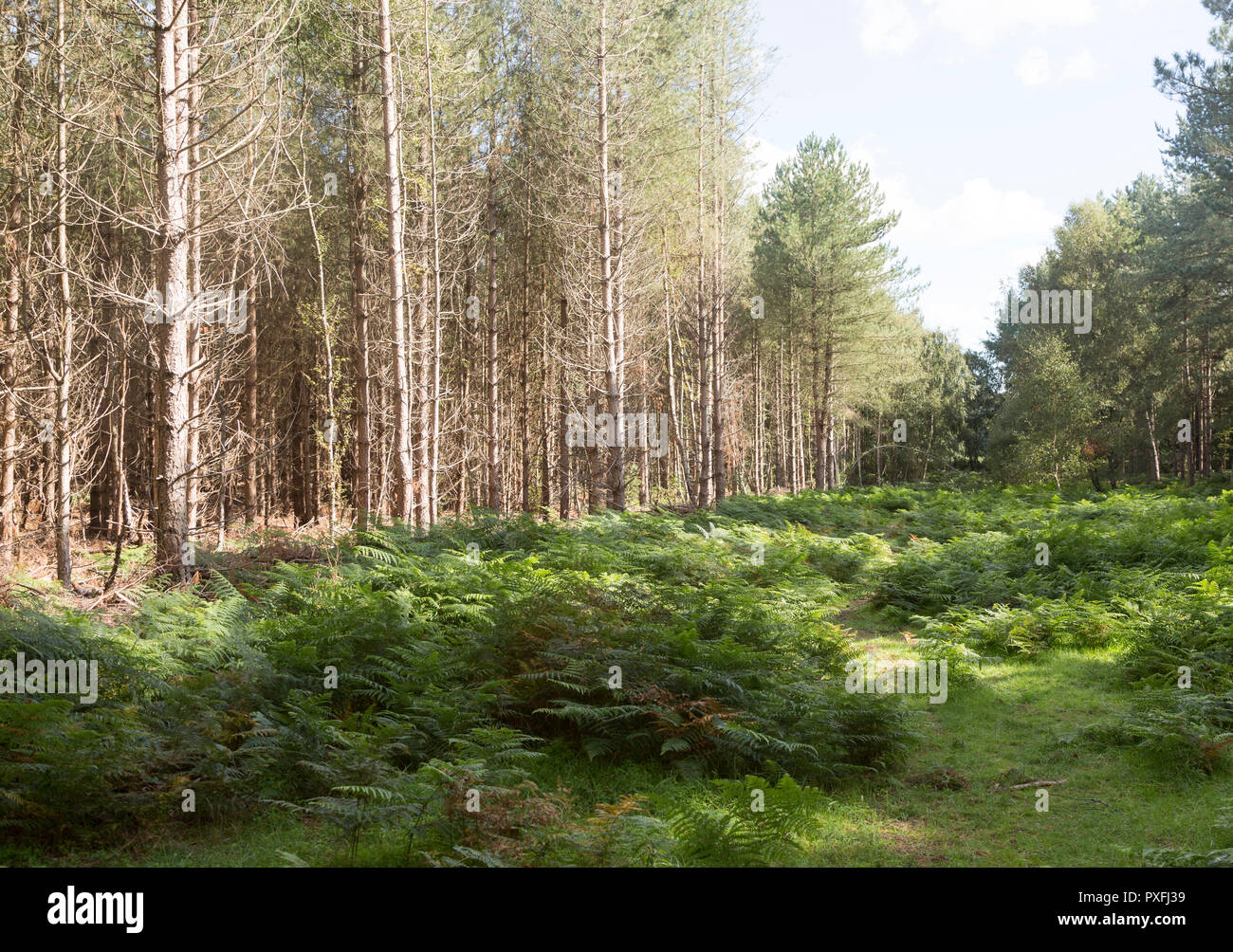 Coniferous pine trees in forestry plantation, Rendlesham Forest ...