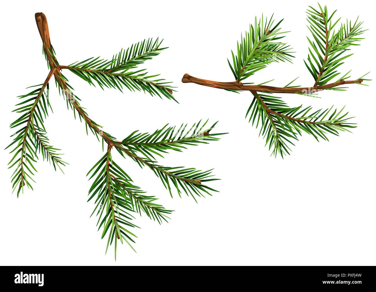 Detail branches spruce tree Cut Out Stock Images & Pictures - Alamy
