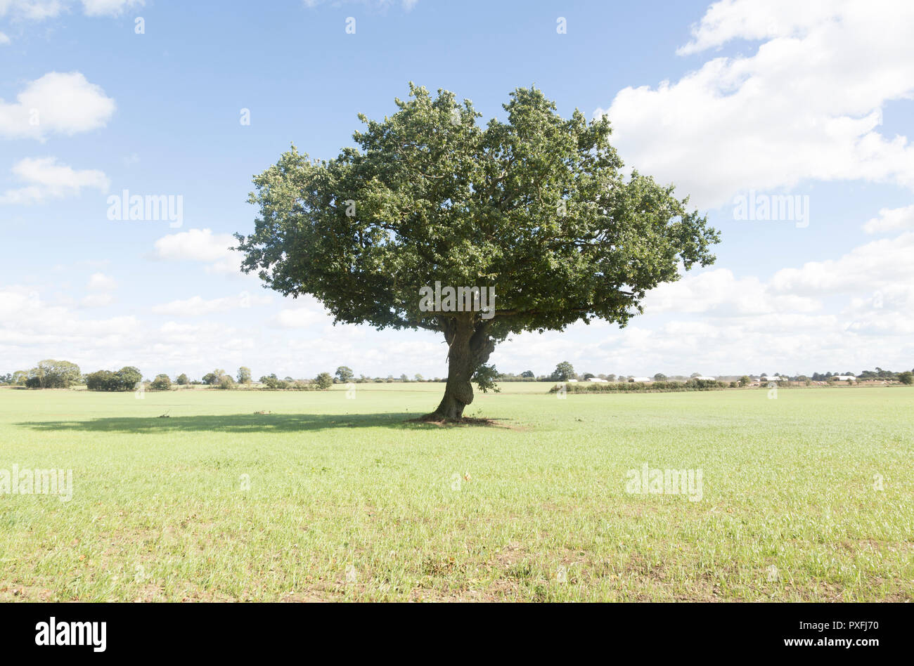 Noon summer hi-res stock photography and images - Alamy