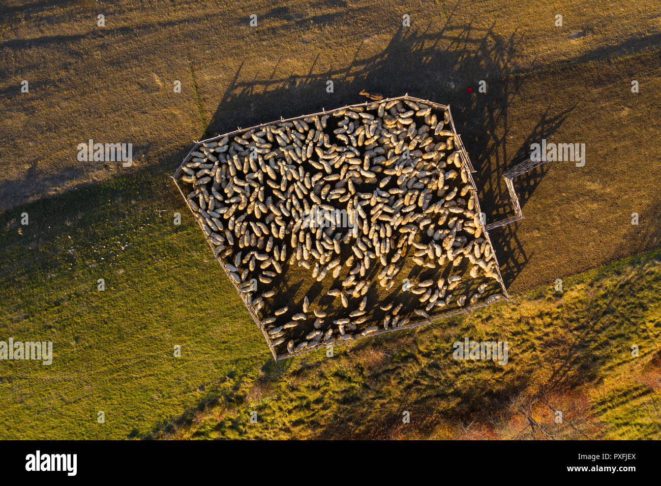 Aerial drone view of sheep in sheepfold in the mountains Stock Photo ...