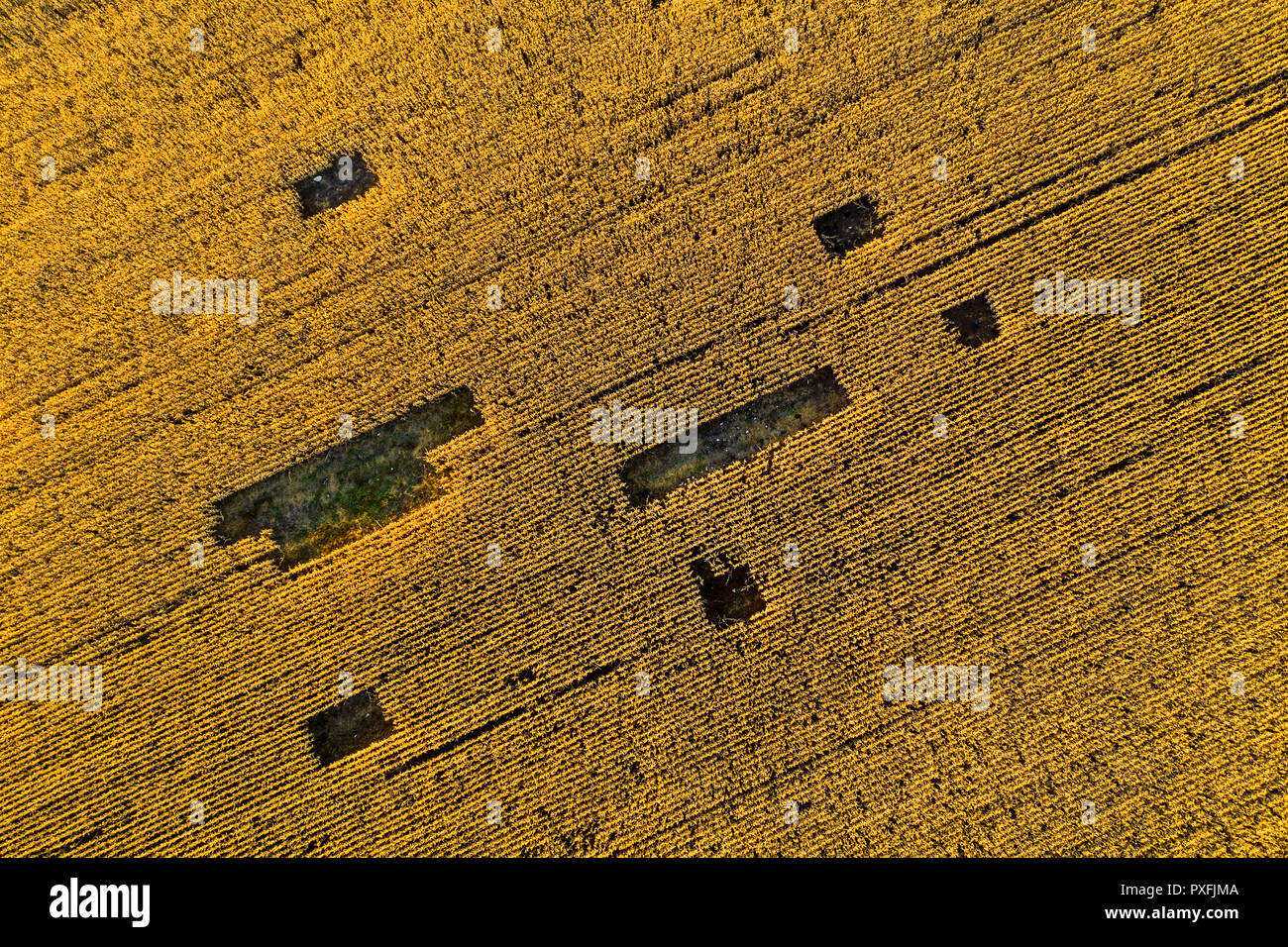 Aerial agricultural landscape. Plantation field ready for harvest ...