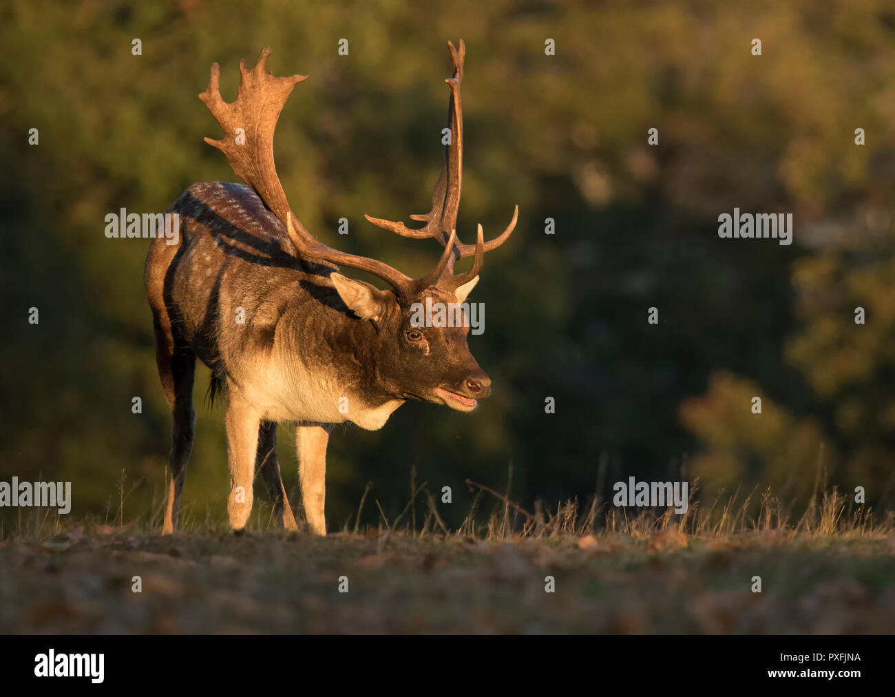 Knole park deer hi-res stock photography and images - Alamy