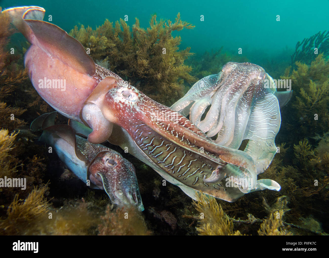 Giant Cuttlefish Mating, Sepia Apama Stock Photo - Alamy