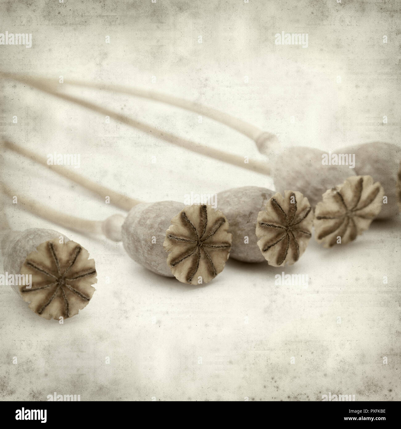textured old paper background with dry seed pods of breadseed poppy ...