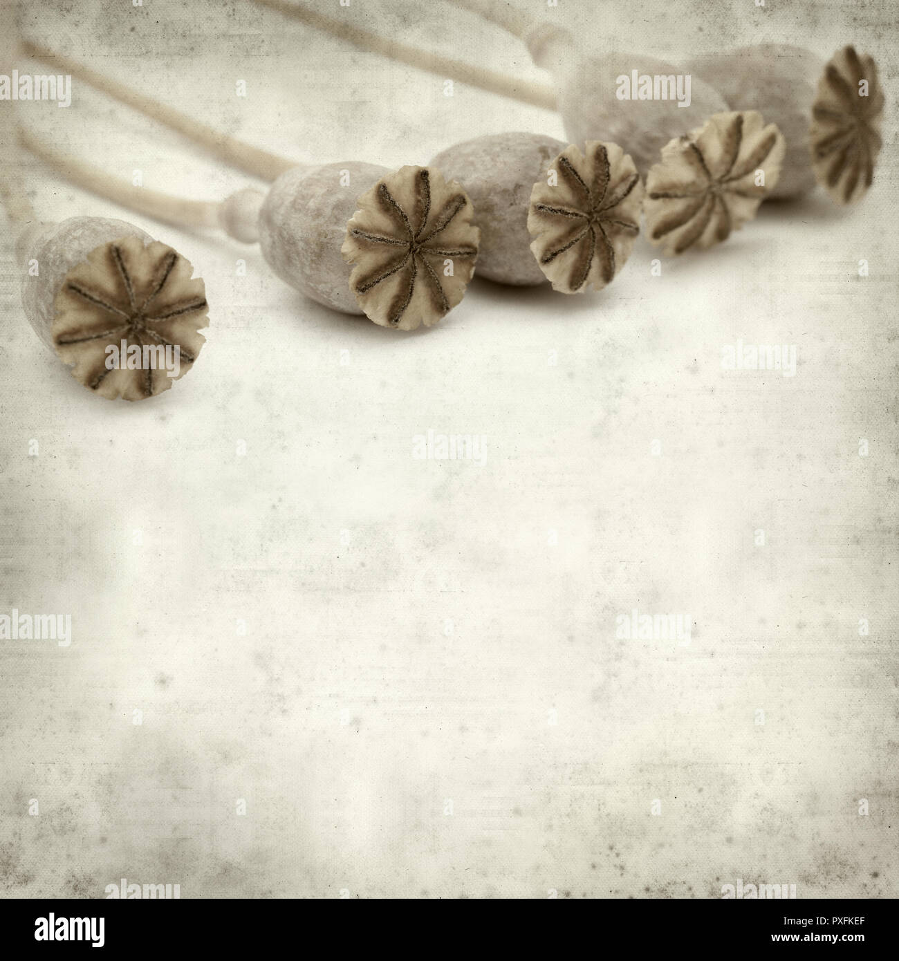 textured old paper background with dry seed pods of breadseed poppy ...