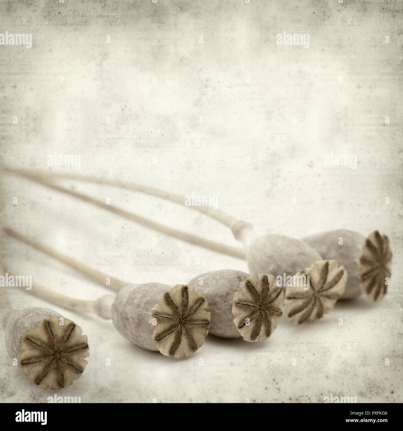 textured old paper background with dry seed pods of breadseed poppy ...