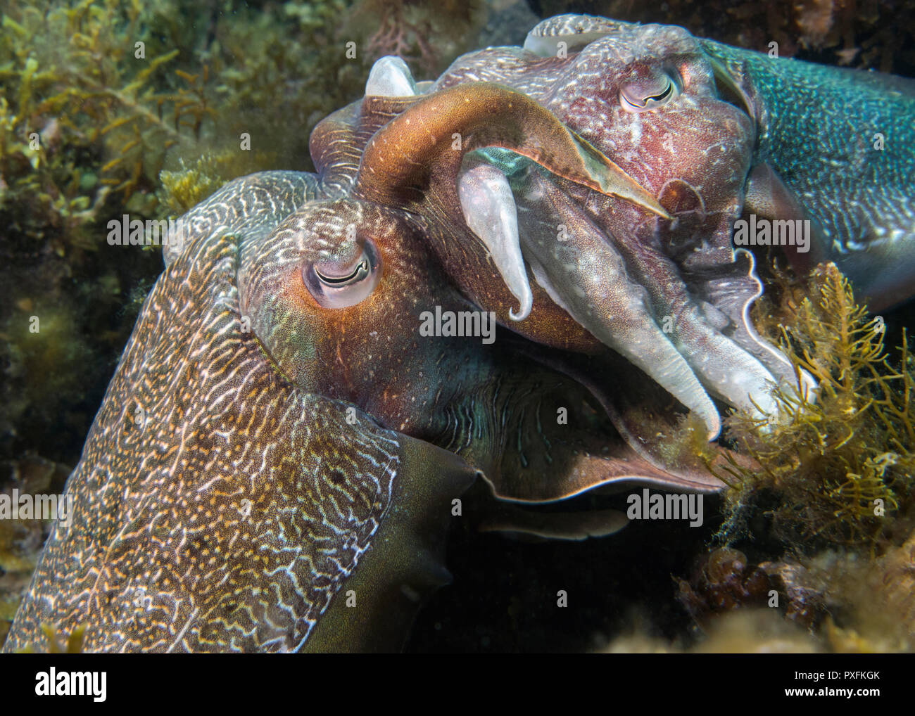 Cuttlefish Camouflage