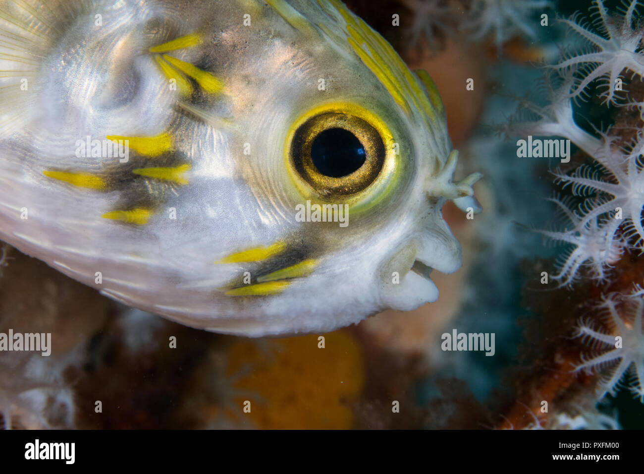 Globefish hi-res stock photography and images - Alamy