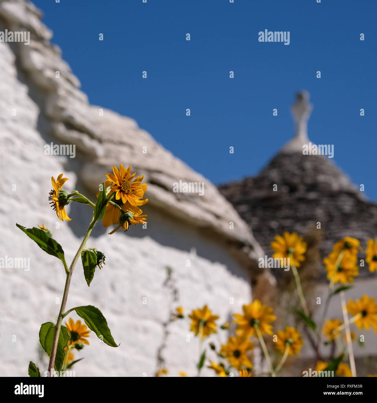 View of conical roof of traditional dry stone trullo house in ...