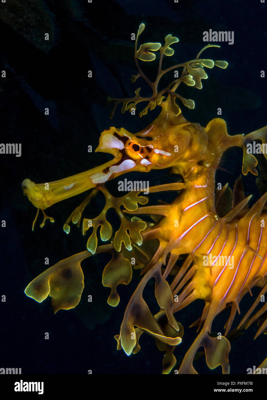 Leafy seadragon australia hi-res stock photography and images - Alamy