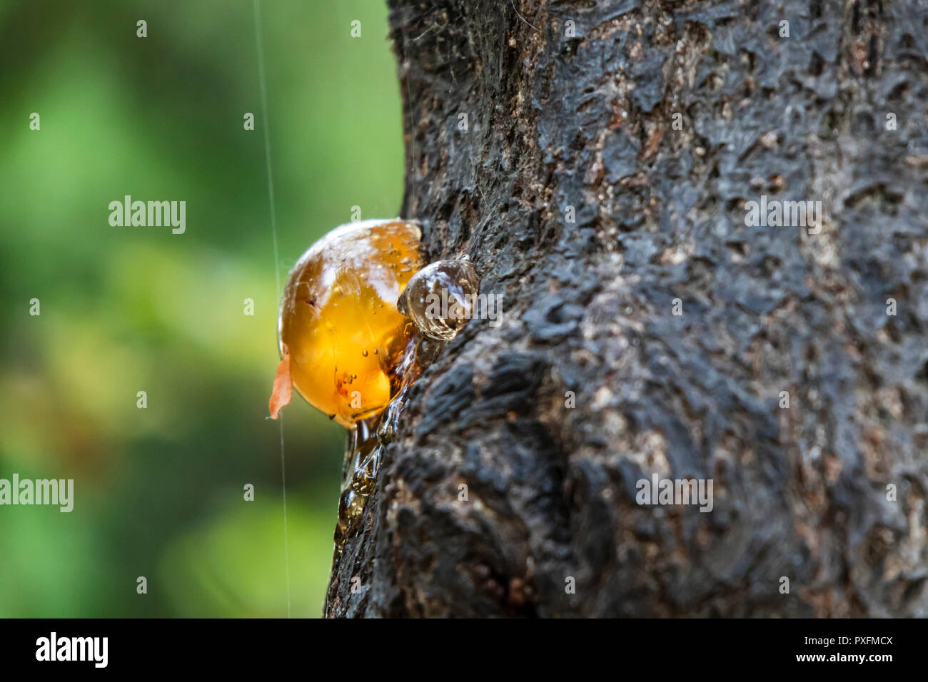 Gum rosin hi-res stock photography and images - Alamy